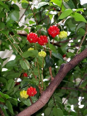 Cultura Guaraní: ÑANGAPIRÍ